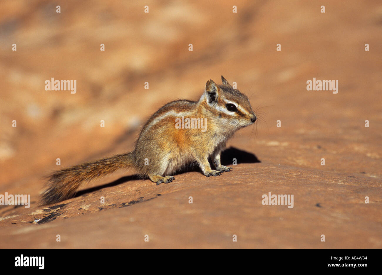 colorado chipmunk / Tamias Quadrivittatus Stock Photo - Alamy