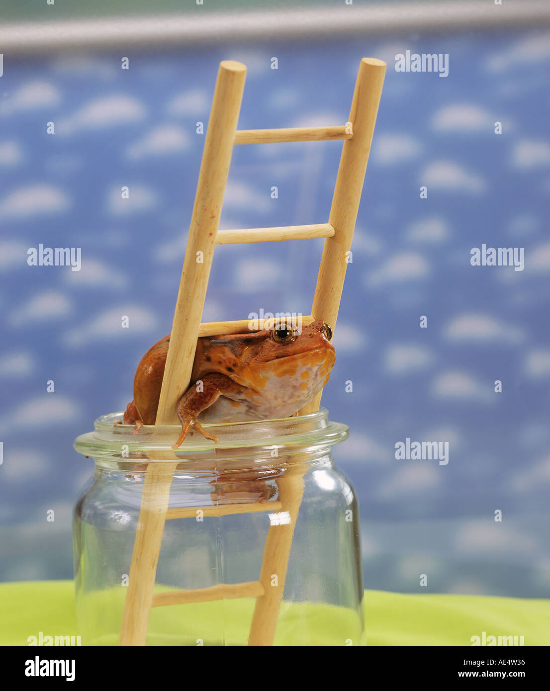 tomato frog on ladder weatherman Stock Photo - Alamy