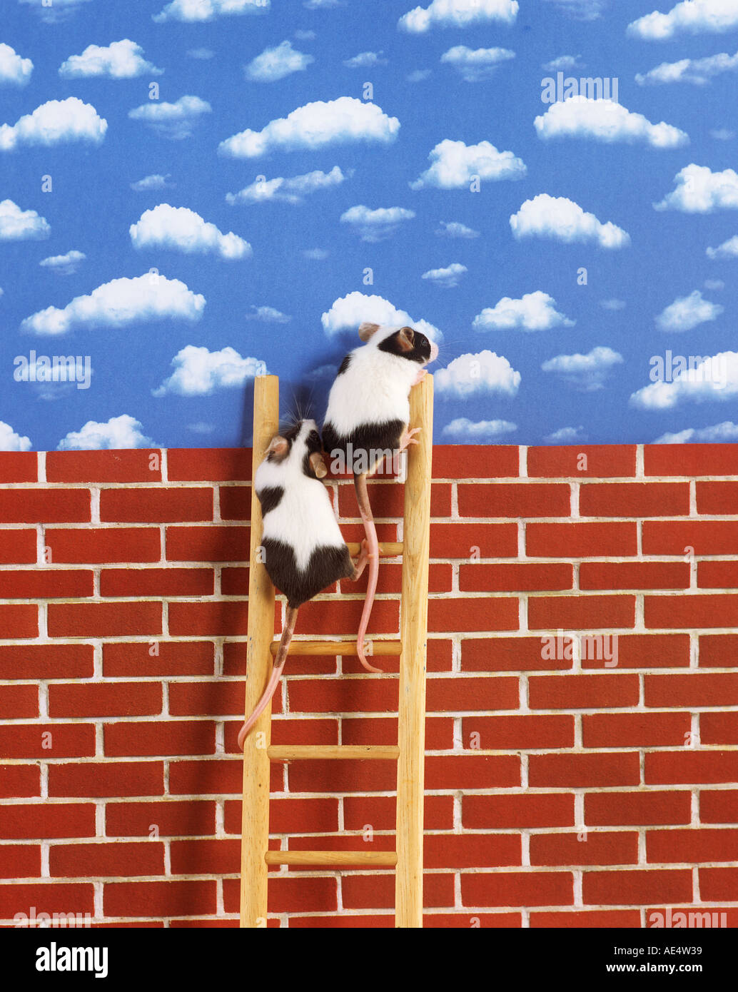 two Fancy rats, Pet rats climbing over a wall / Rattus novegicus ...
