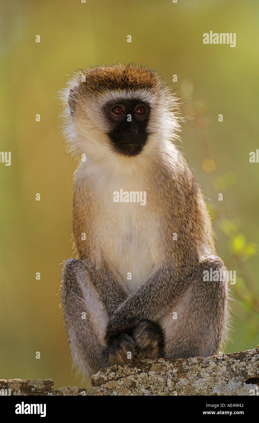 vervet monkey / Cercopithecus aethiops Stock Photo - Alamy