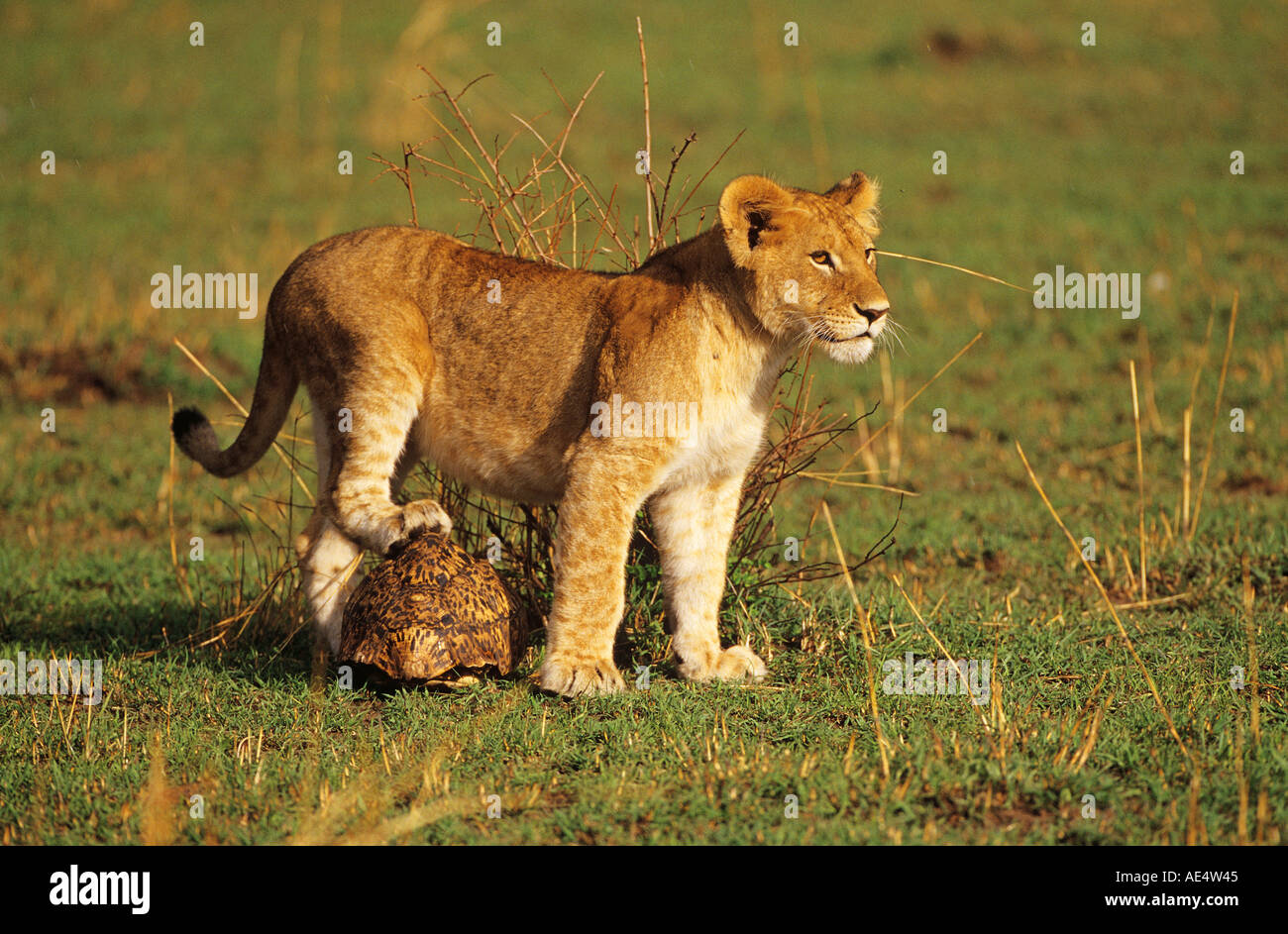 young lion playing with turtle / Panthera leo Stock Photo - Alamy