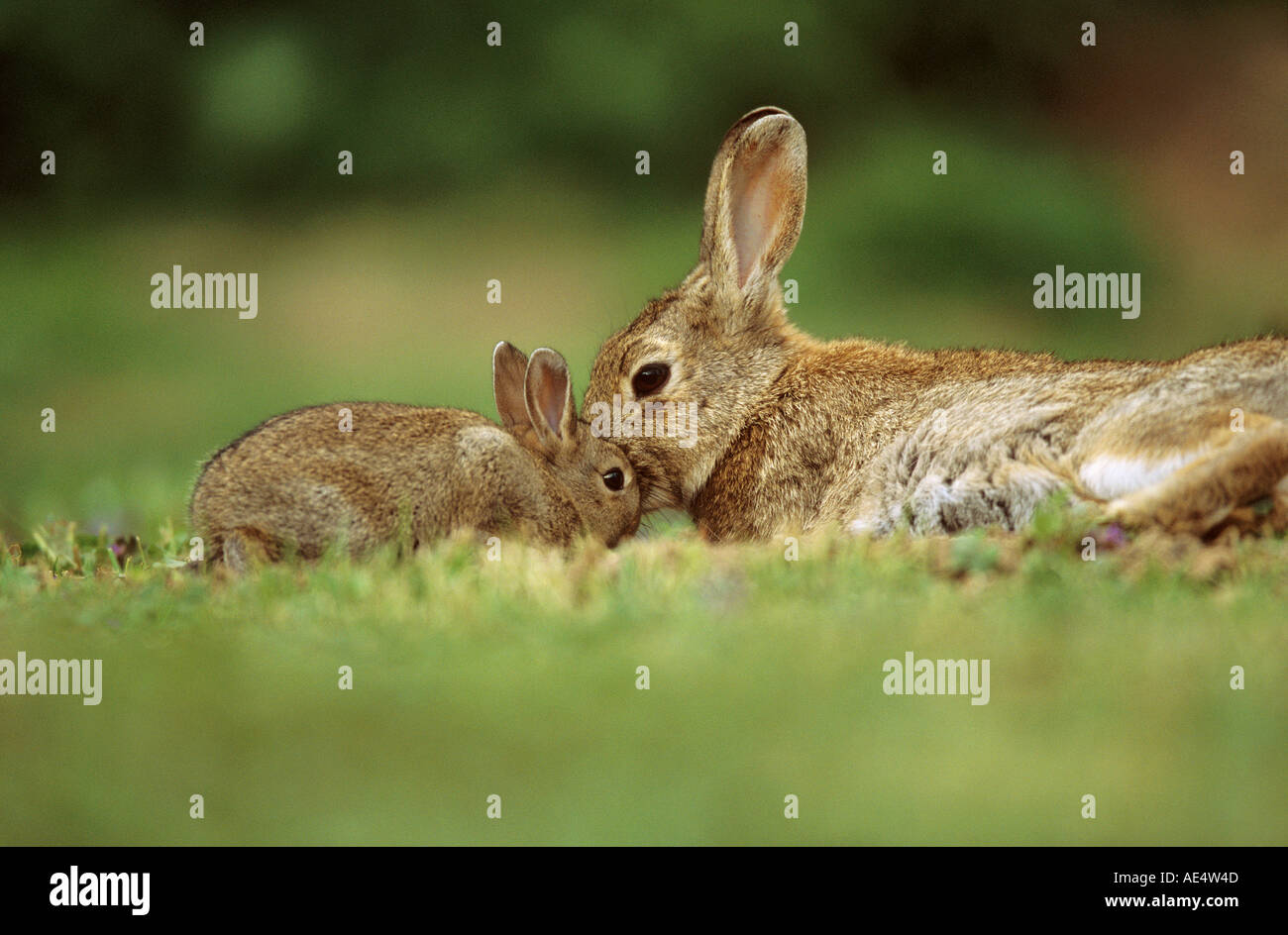 Old world animals hi-res stock photography and images - Alamy