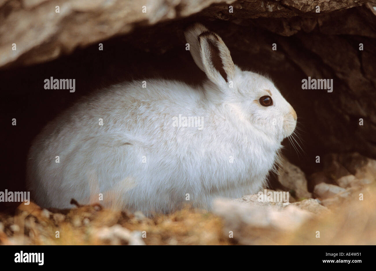Sitting hares hi-res stock photography and images - Alamy