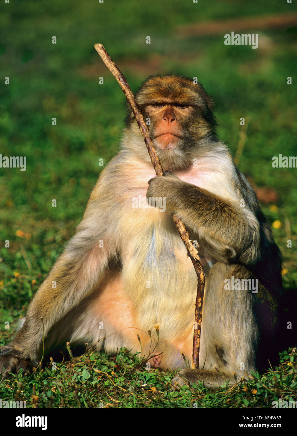 barbary macaque ( male ) - sitting on meadow with stick / Macaca ...