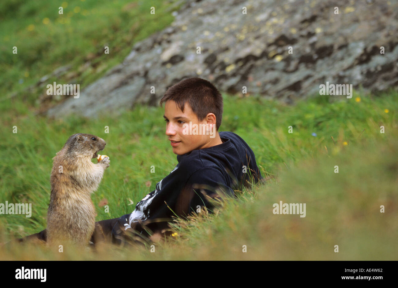 Alpine marmot boy meadow hi-res stock photography and images - Alamy