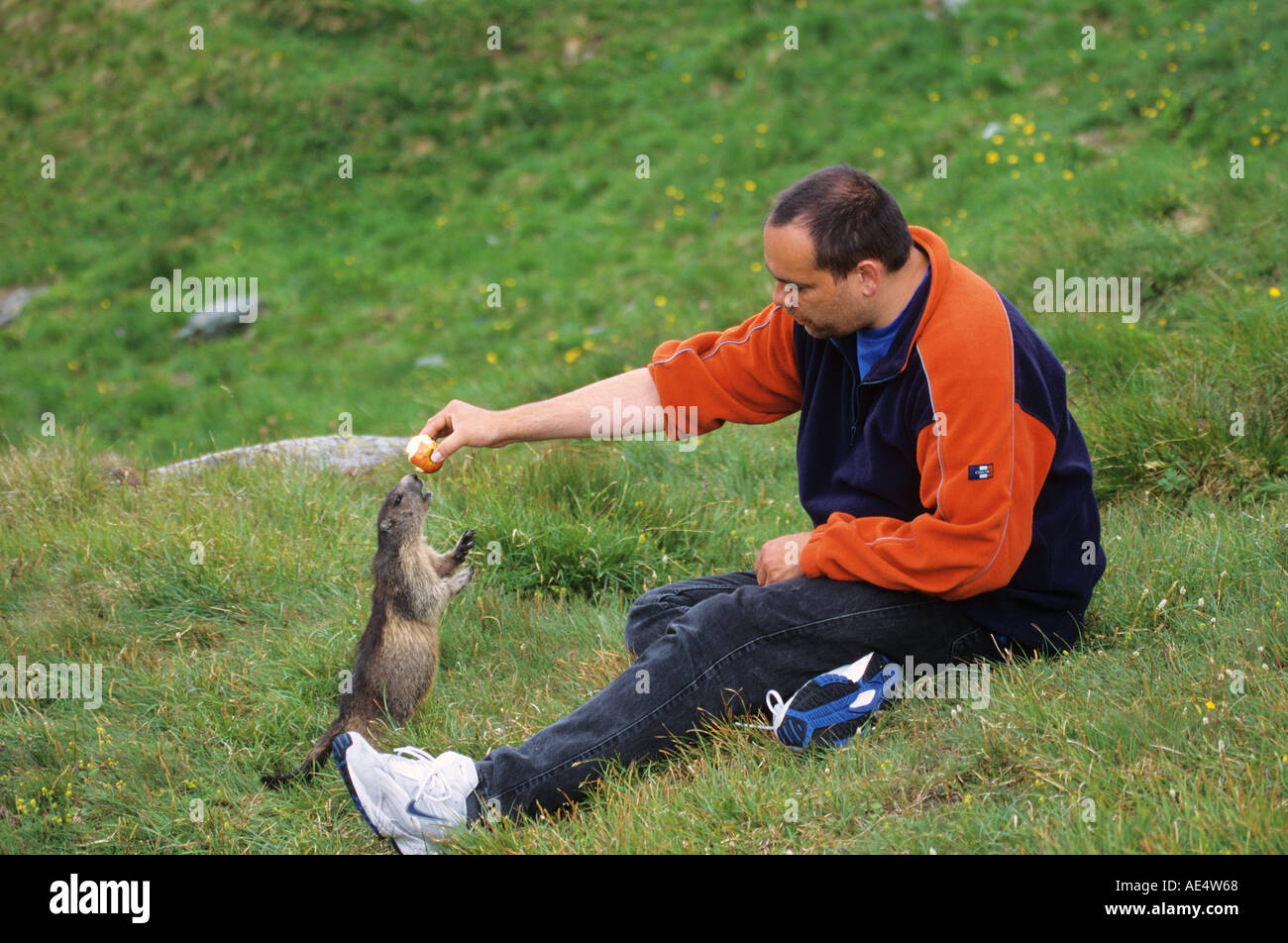 Marmots and human hi-res stock photography and images - Alamy