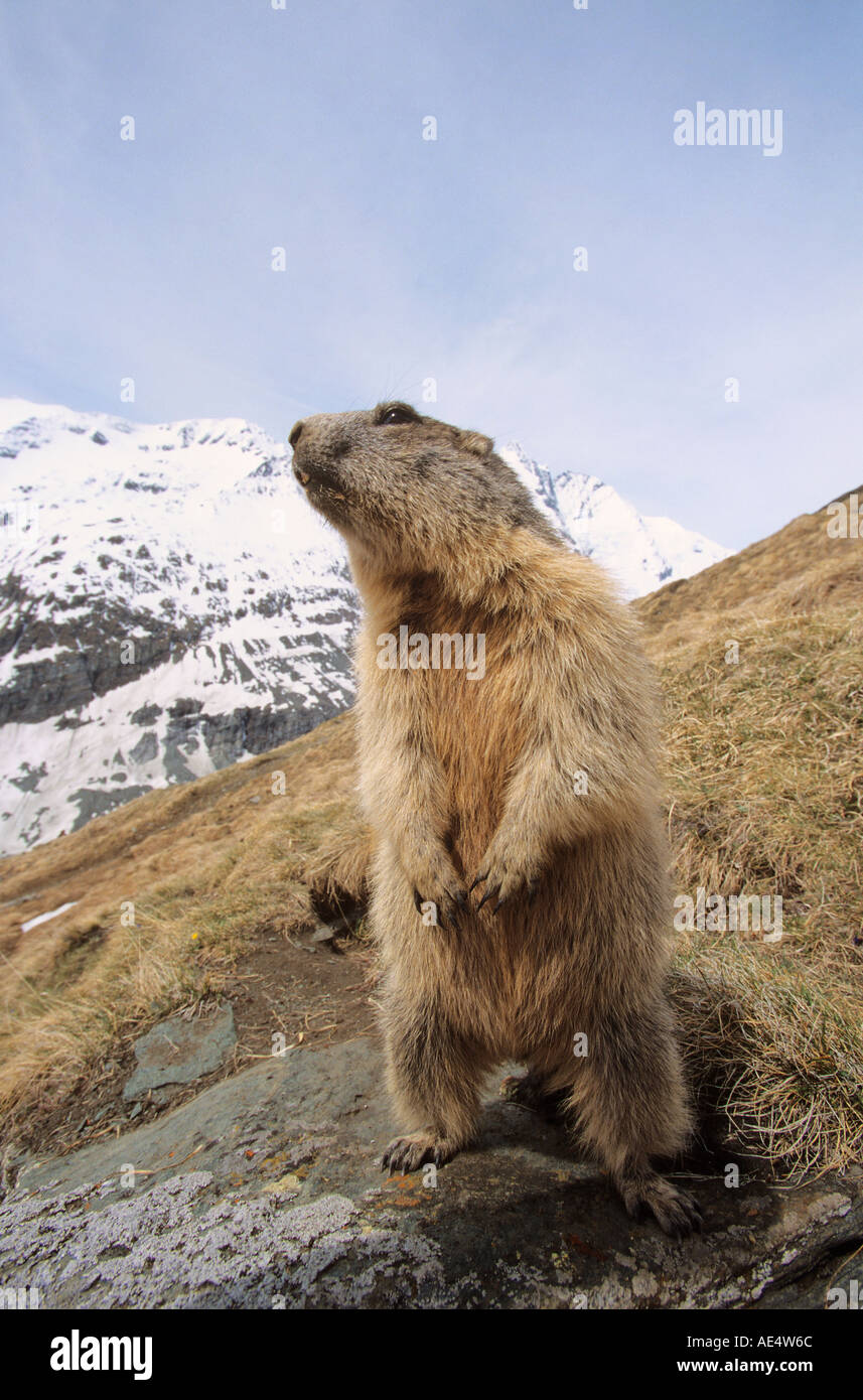Alpine Marmot standing on hind legs / Marmota marmota Stock Photo - Alamy