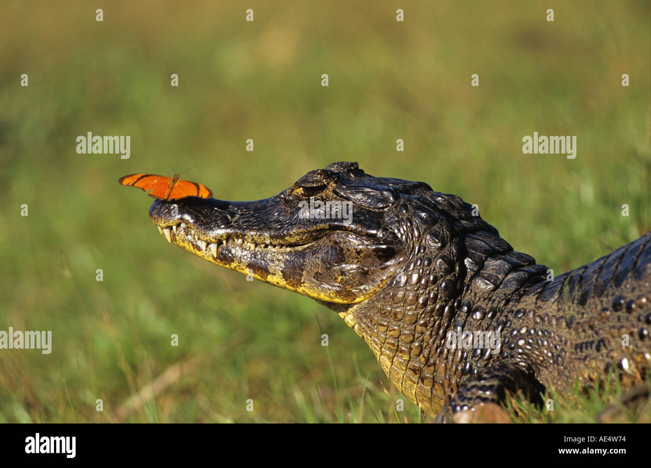 Yacare Caiman with Julia Butterfly on nose / caiman yacare Stock Photo ...