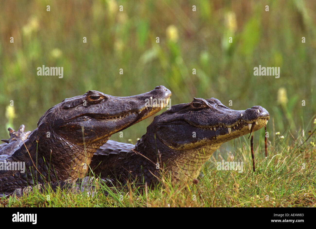 two Yacare Caimans on meadow / caiman yacare Stock Photo - Alamy