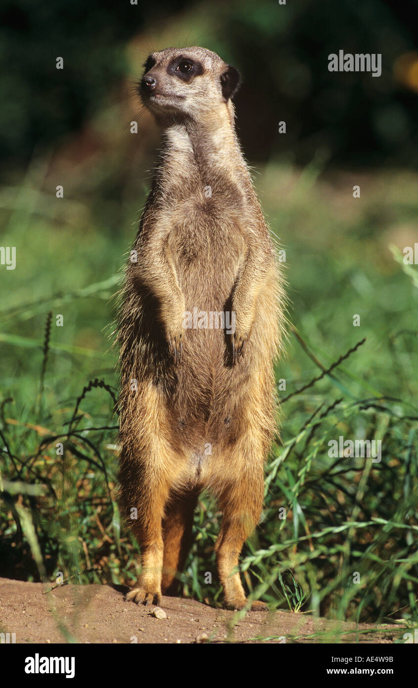 Meerkat paw hi-res stock photography and images - Alamy
