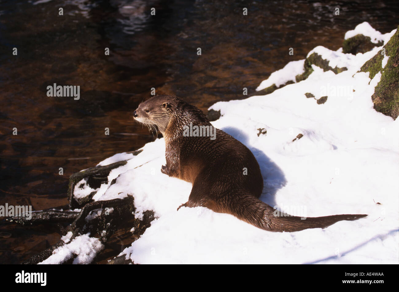 North american river otters snow hi-res stock photography and images ...