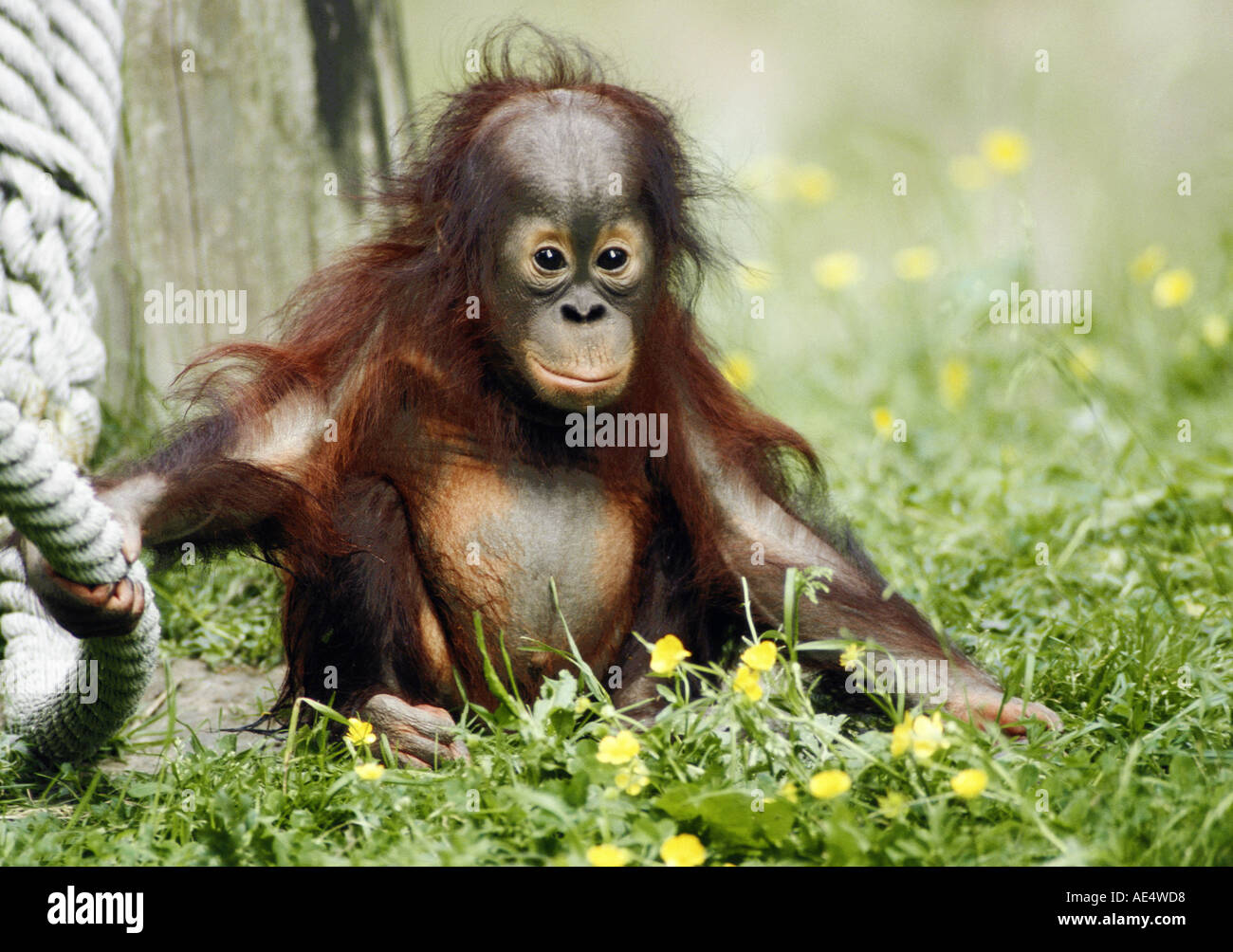young Sumatran Orang-utan on meadow with rope / Pongo pygmaeus abeli ...