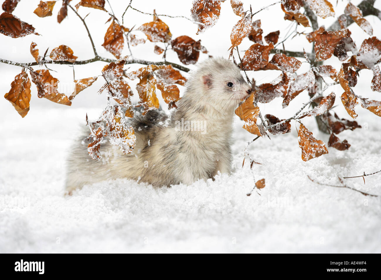 ferret in snow Stock Photo - Alamy