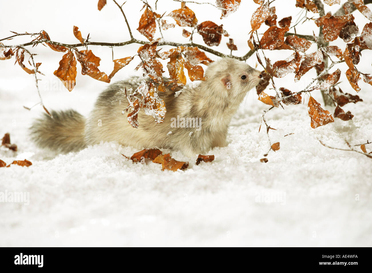 Ferret In Snow High Resolution Stock Photography and Images - Alamy