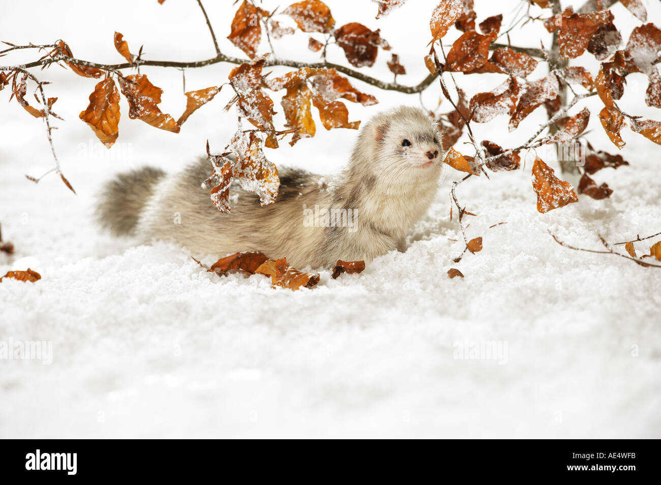 Ferret in snow hi-res stock photography and images - Alamy