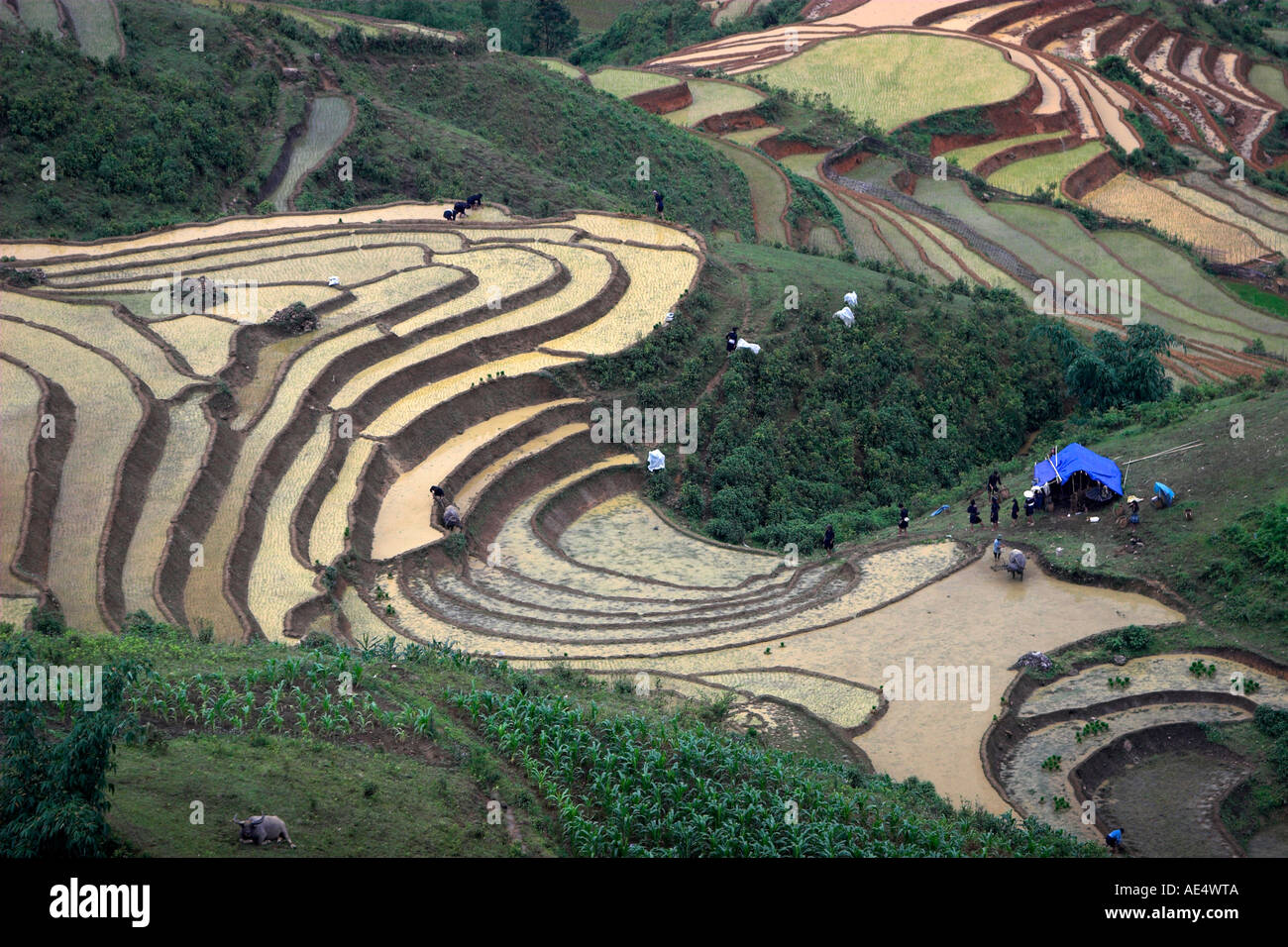 Farm workers and shelter on steep rice terraces near Sapa north Vietnam ...
