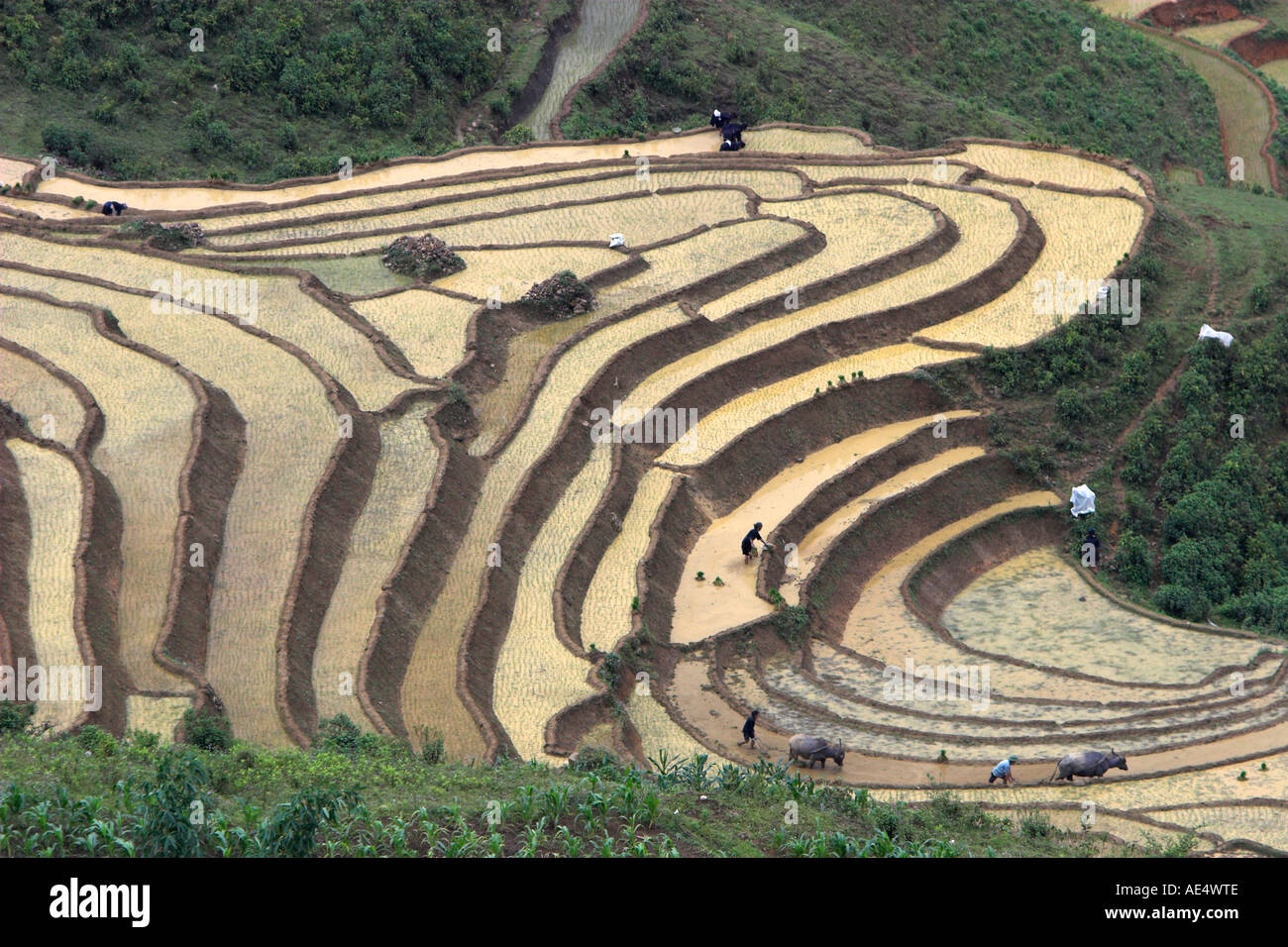 Men and women farmers work rice terraces as two bullocks plough near ...