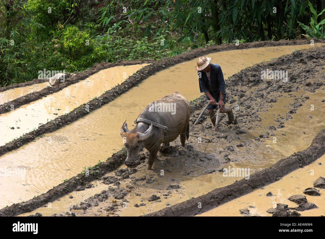Water buffalo ploughing terraced rice hi-res stock photography and ...