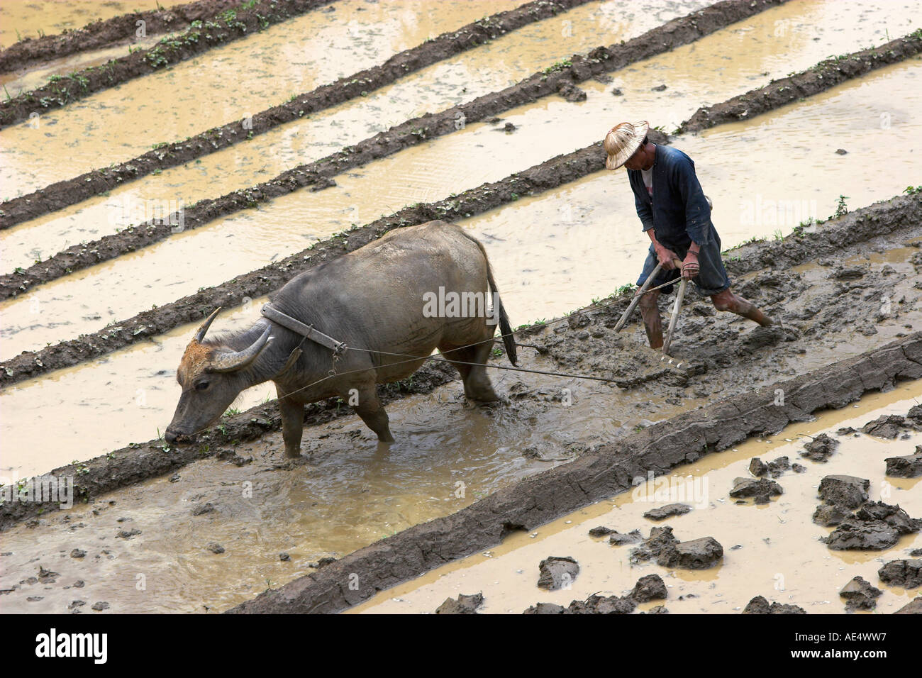 Water buffalo ploughing terraced rice hi-res stock photography and ...