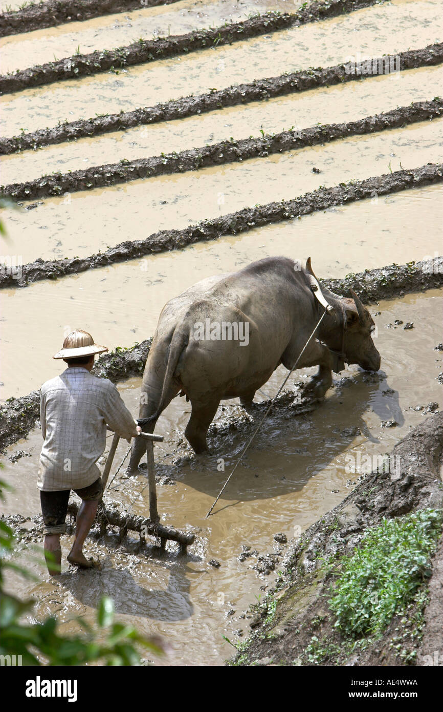Water buffalo ploughing terraced rice hi-res stock photography and ...