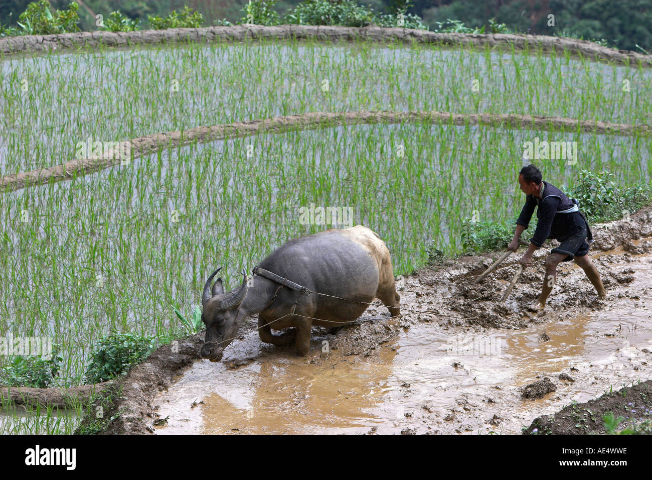 Water buffalo ploughing terraced rice hi-res stock photography and ...