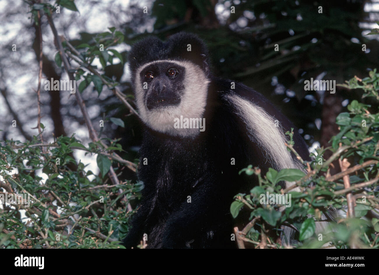 Black and white colobus monkey Colubus polykomos Elsamere Lake Naivasha ...