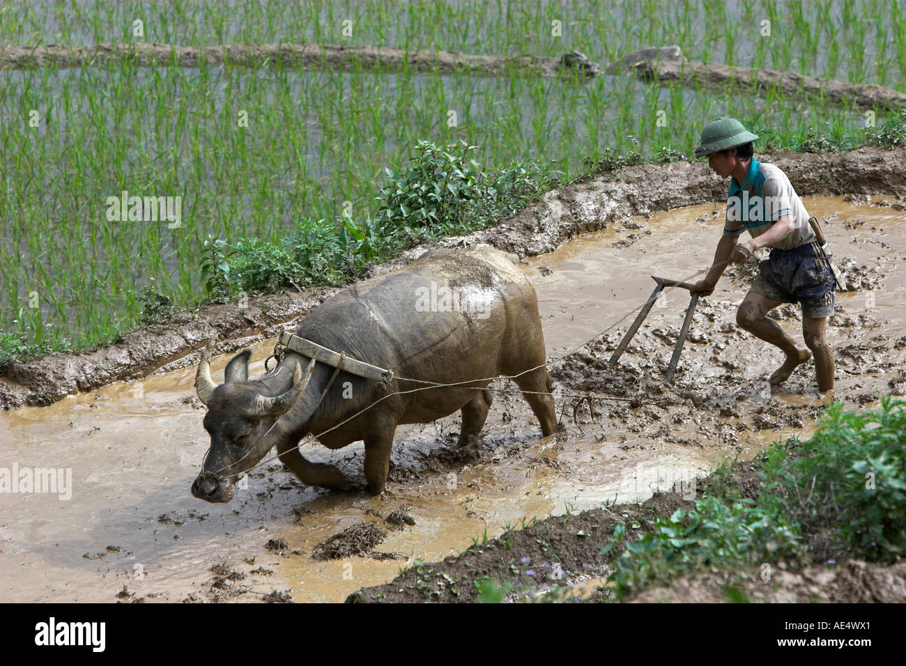 Water buffalo ploughing terraced rice hi-res stock photography and ...