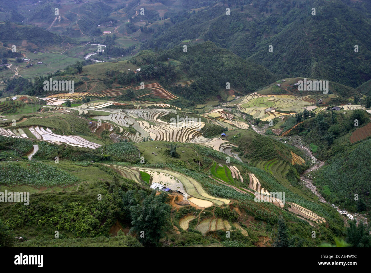 Steep rice terraces in the Muong Hoa Stream Valley near Sapa north ...
