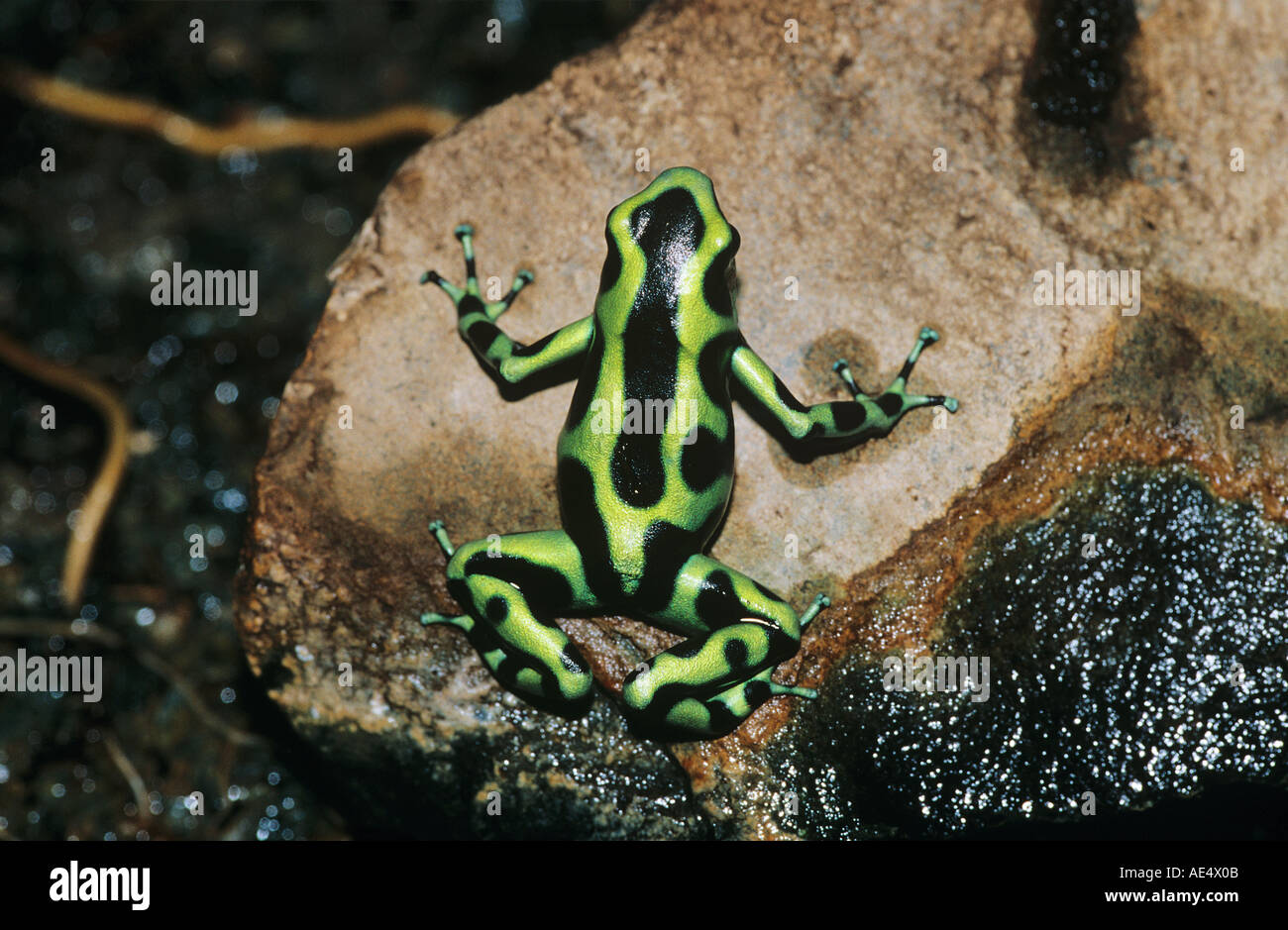 Neon Green Dart Frog