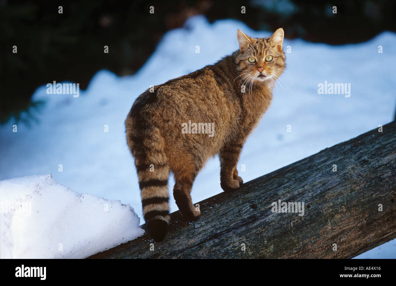 European Wildcat - winter Stock Photo - Alamy
