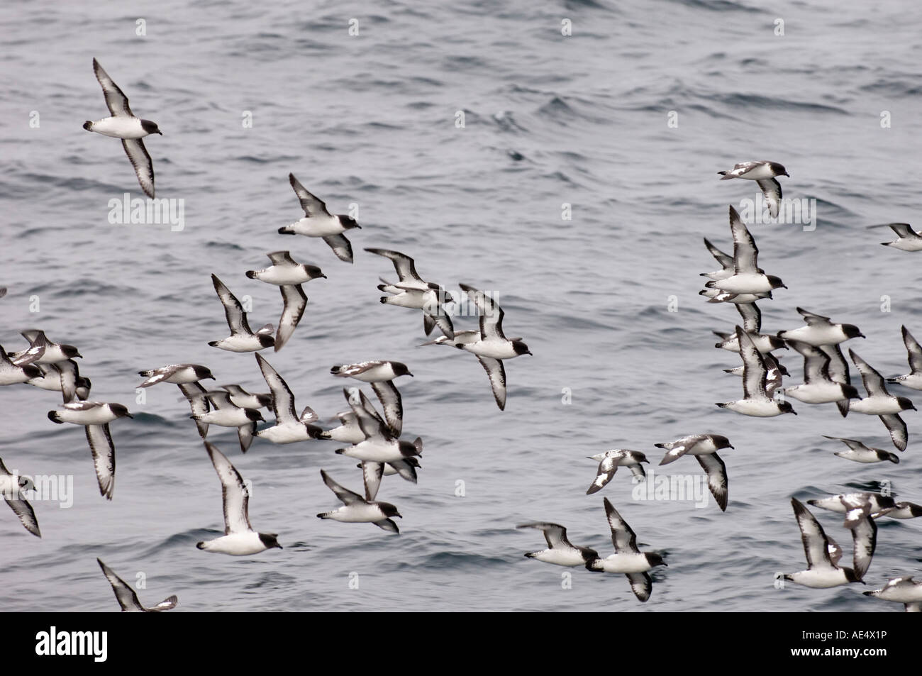Cape petrels (Daption capense), Antarctica, Polar Regions Stock Photo ...