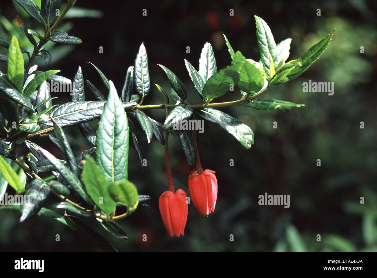 An unidentified species of Crinodendron Stock Photo - Alamy