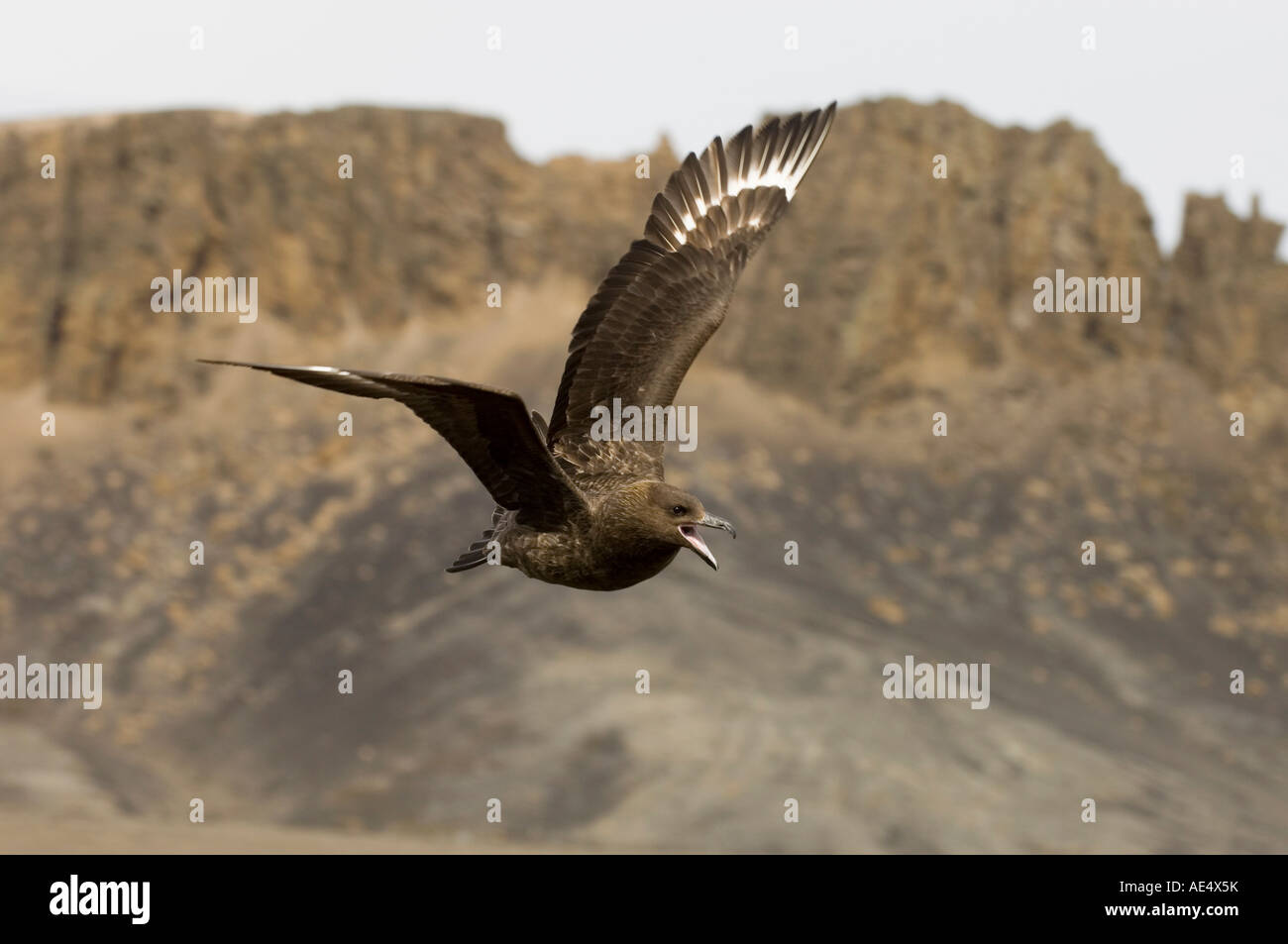South Polar skua (Stercorarius maccormicki), Telephone Bay, Deception ...