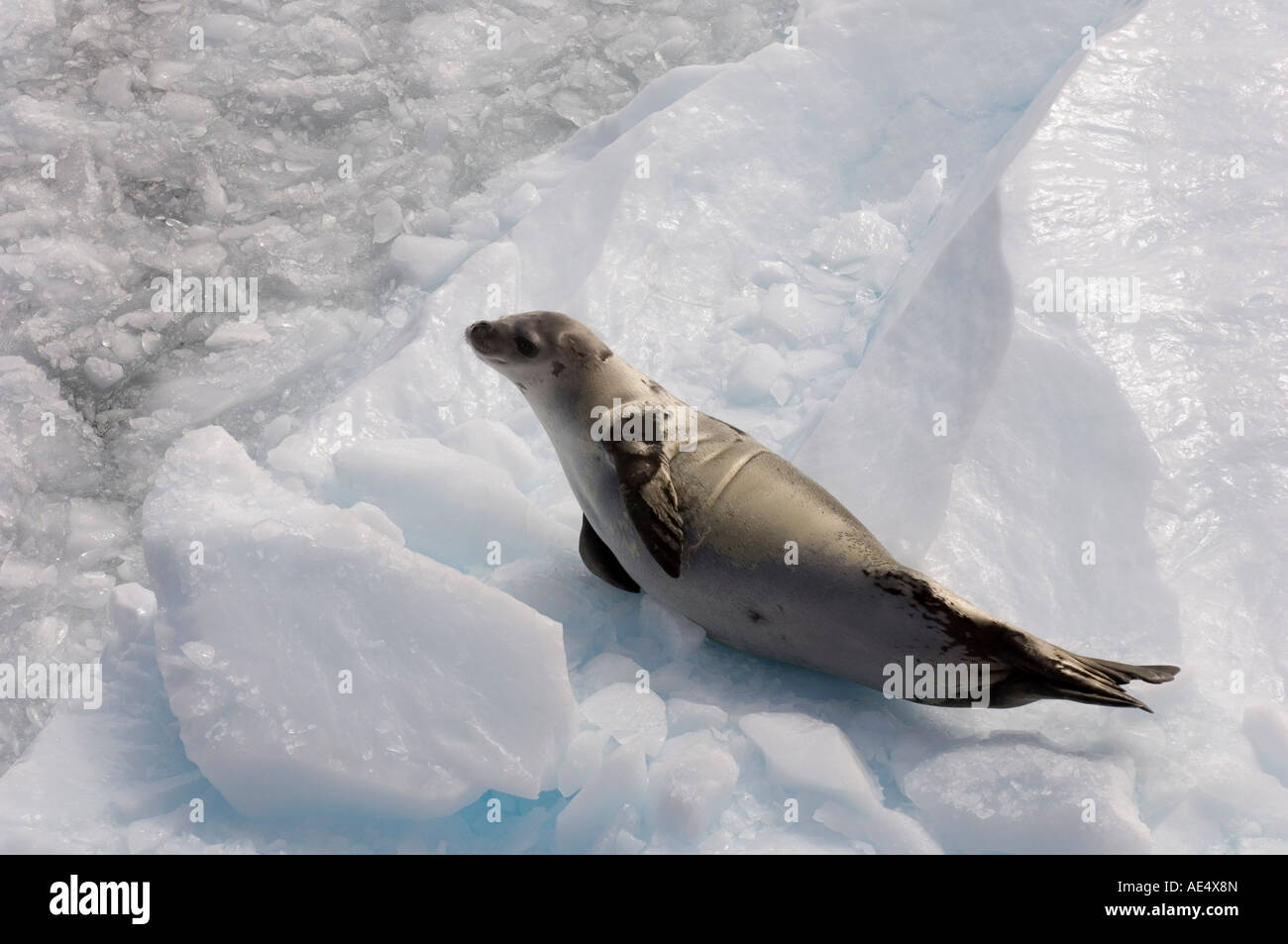 Crabeater seal (Lobodon carcinophagus), Lemaire Channel, Antarctic ...