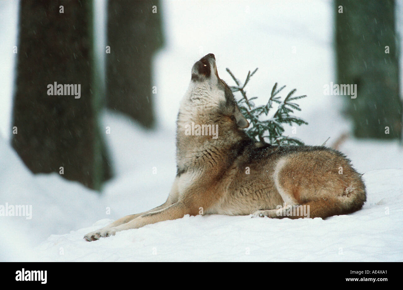 gray wolf - howling in snow / Canis lupus Stock Photo - Alamy