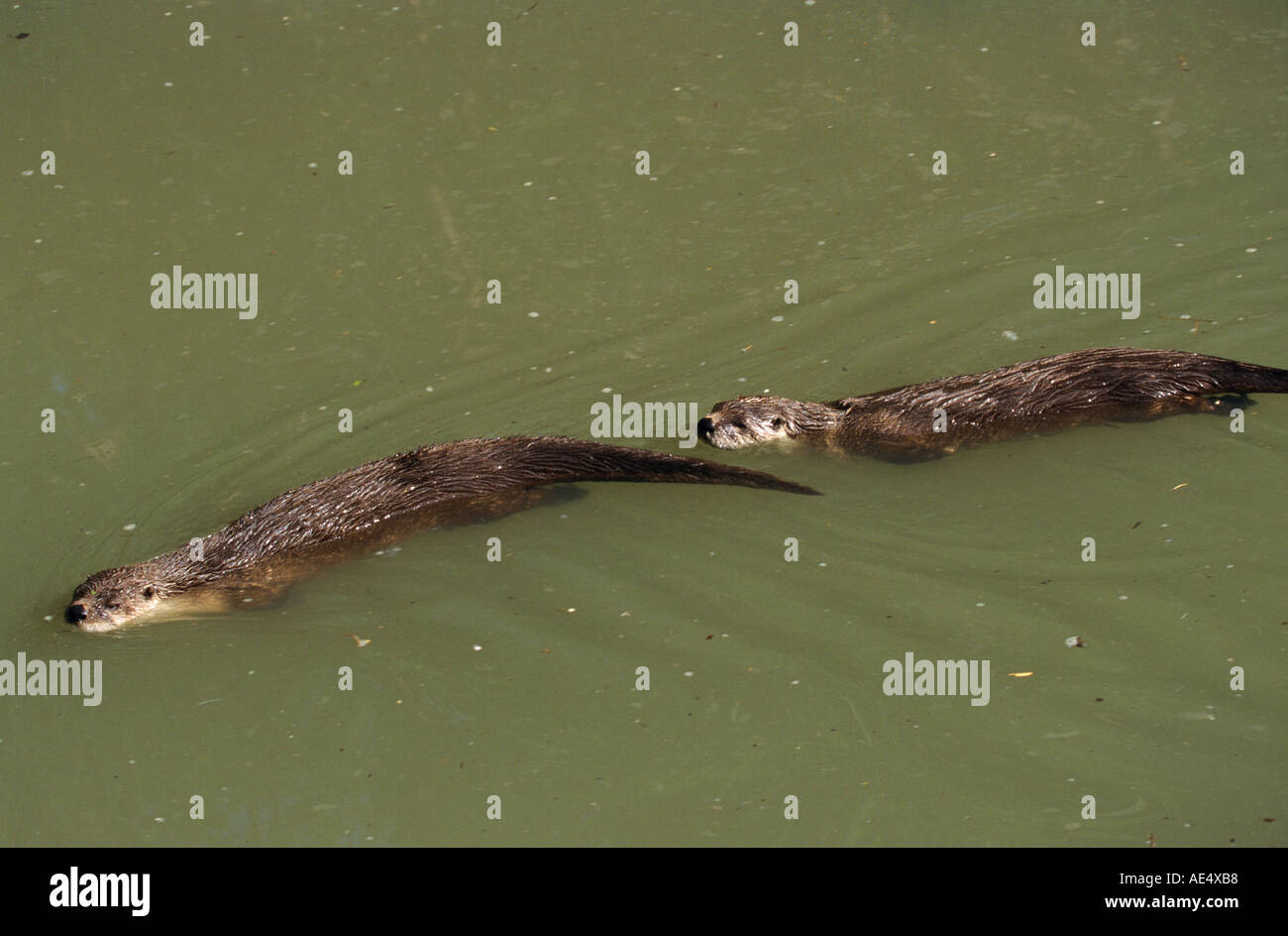 two North American River Otters - swimming / Lutra canadensis Stock ...