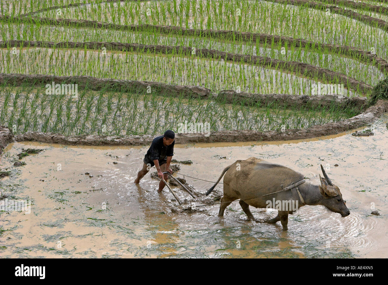 Farmer with buffalo plough tills rice terraces near Sapa Vietnam Stock ...