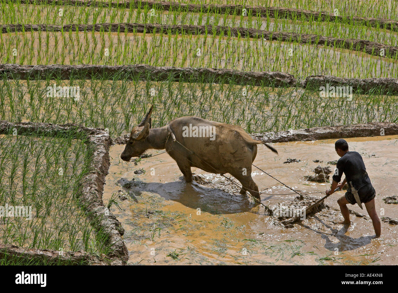 Water buffalo ploughing terraced rice hi-res stock photography and ...