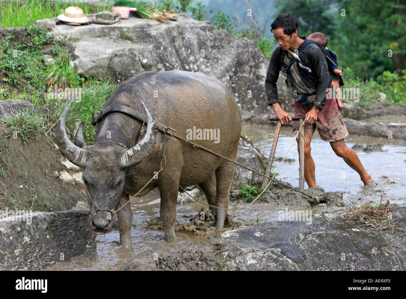 Farmer with with child on back uses buffalo plough to till rice ...