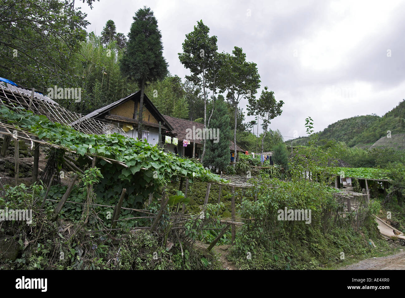 Mountain farm growing choko or chayote squash vines on trellis near ...