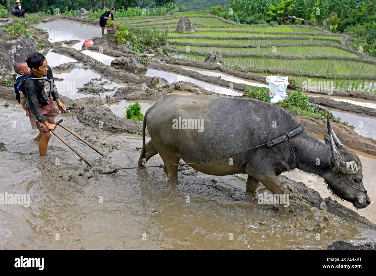 Farmer with with child on back uses buffalo plough to till rice ...
