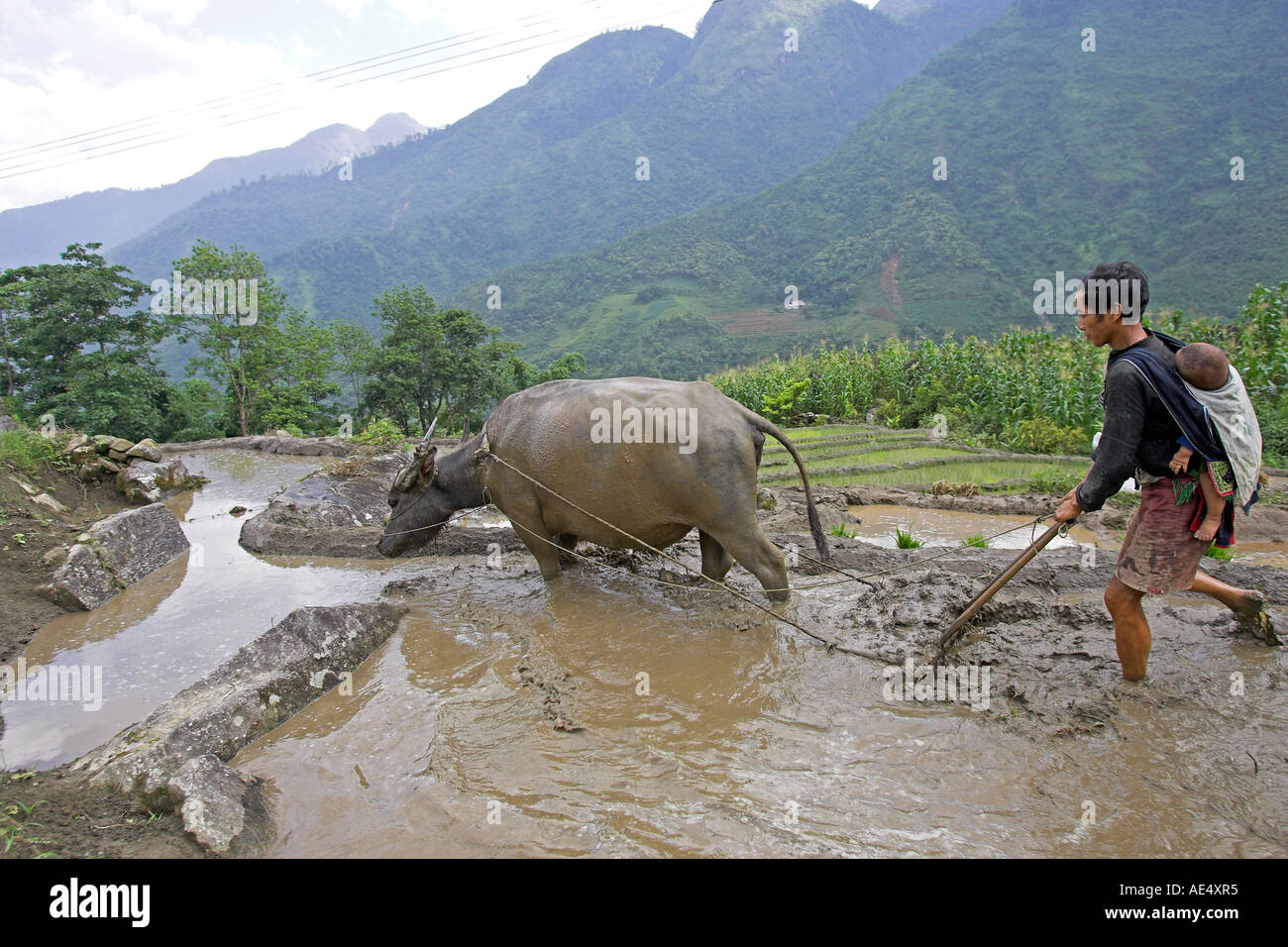 Farmer with with child on back uses buffalo plough to till rice ...