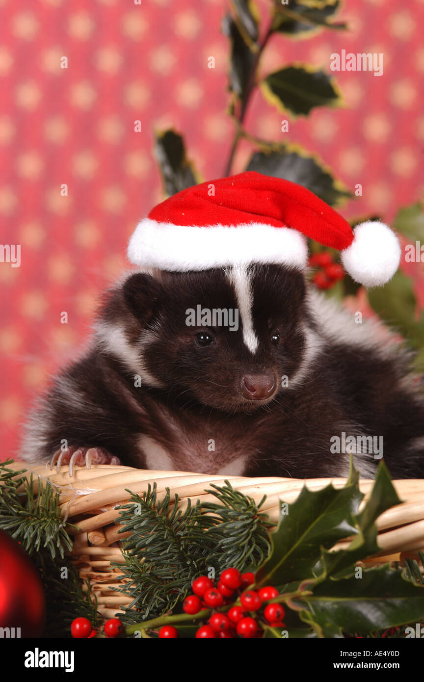 Young Striped Skunk (Mephitis mephitis) wearing Santa Claus cap Stock ...