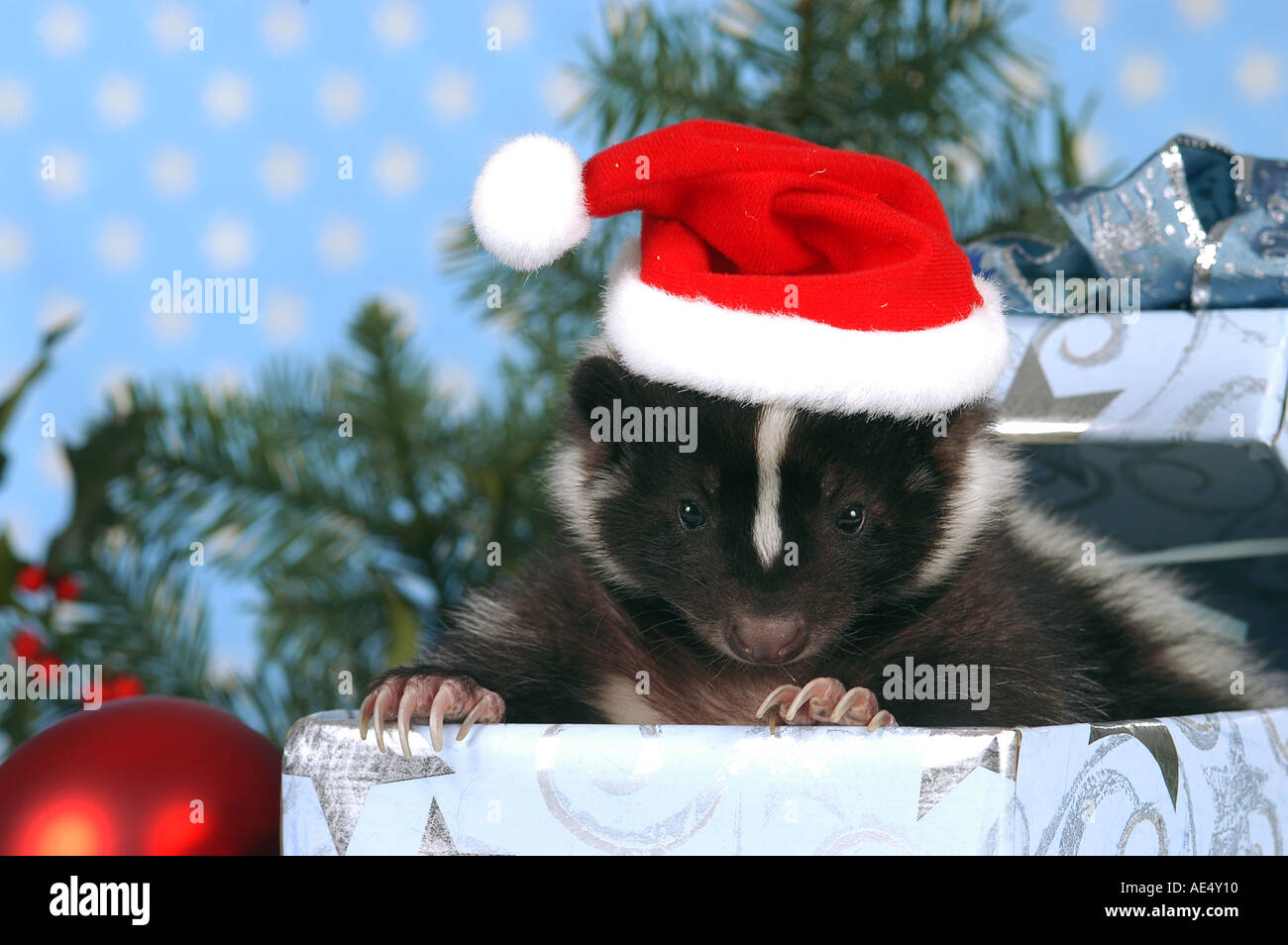 Young Striped Skunk (Mephitis mephitis) wearing Santa Claus cap Stock ...