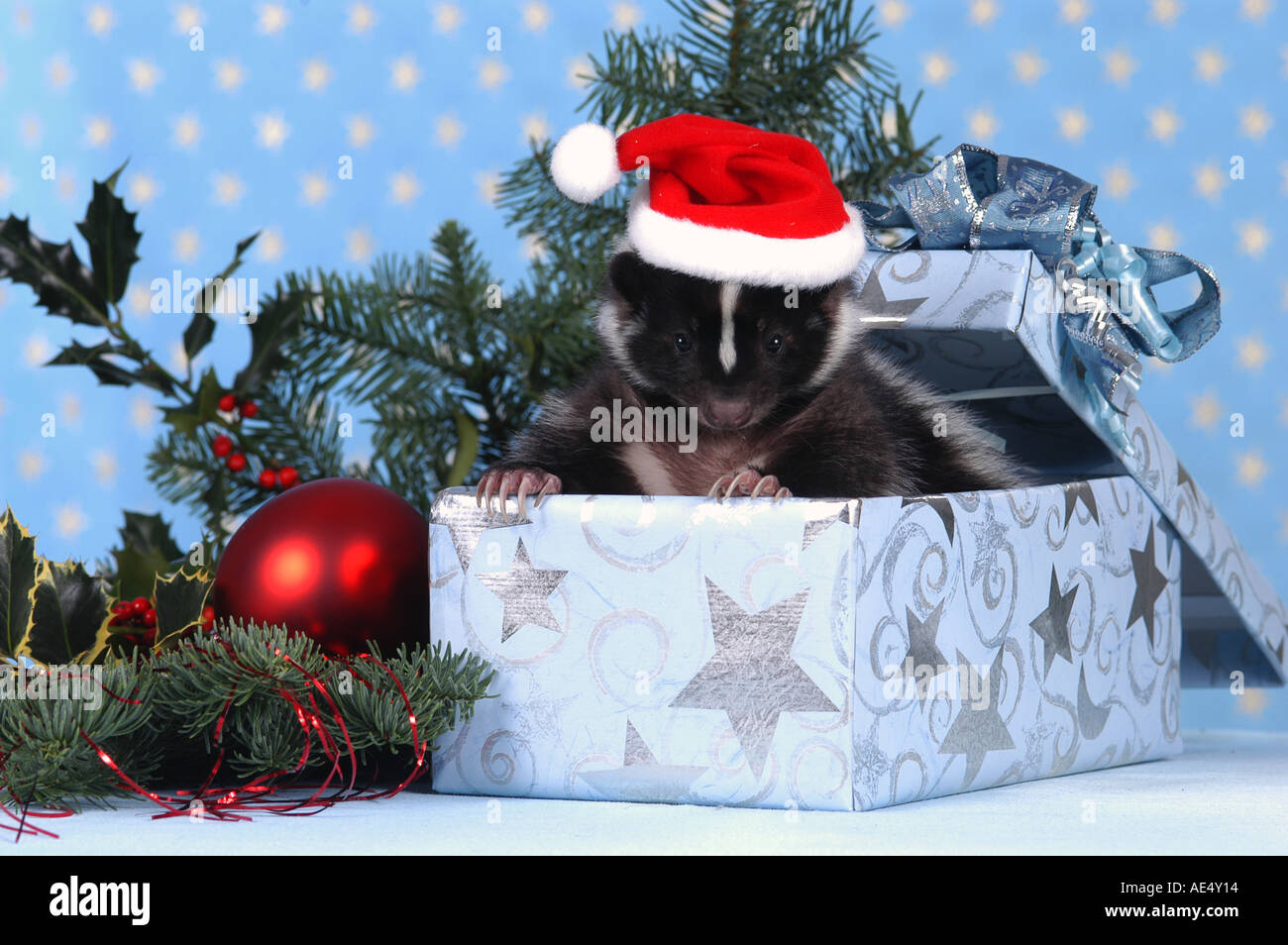 Young Striped Skunk (Mephitis mephitis) wearing Santa Claus cap Stock ...