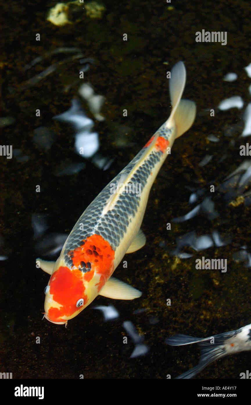 koi fish / Cyprinus carpio carpio Stock Photo - Alamy