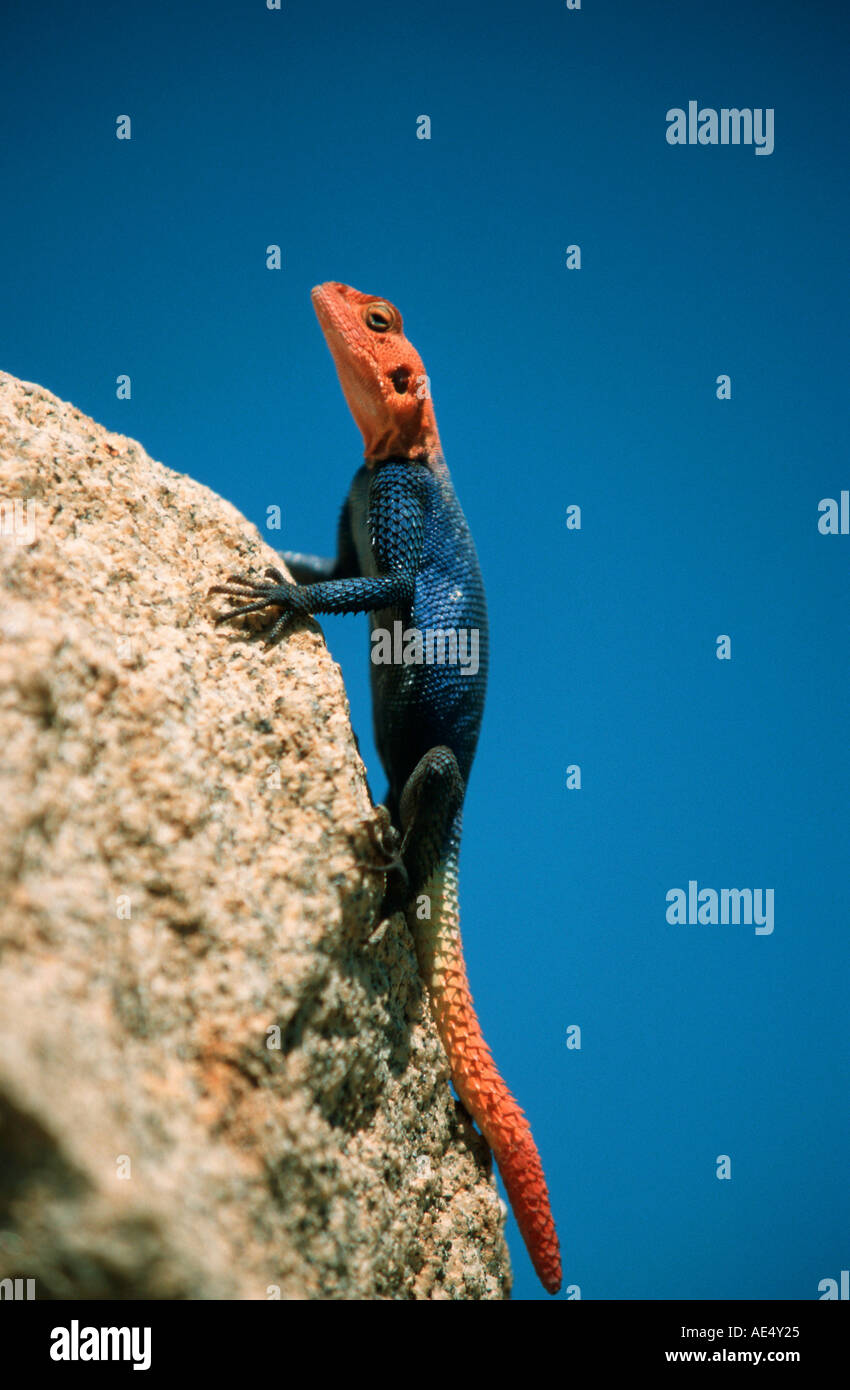 Common Agama - male / Agama agama Stock Photo - Alamy