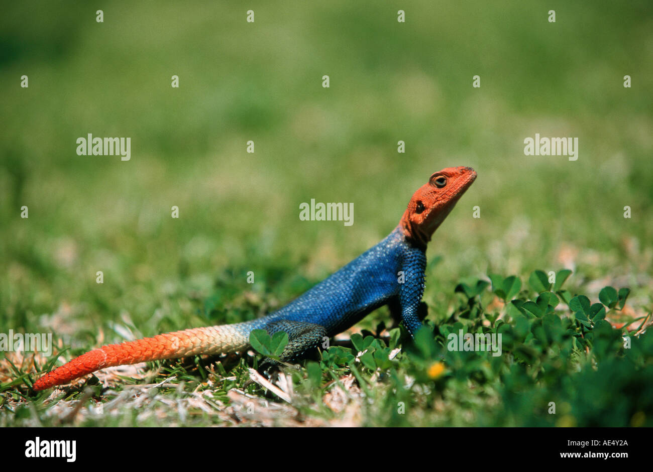 Common Agama (Agama agama), male Stock Photo - Alamy