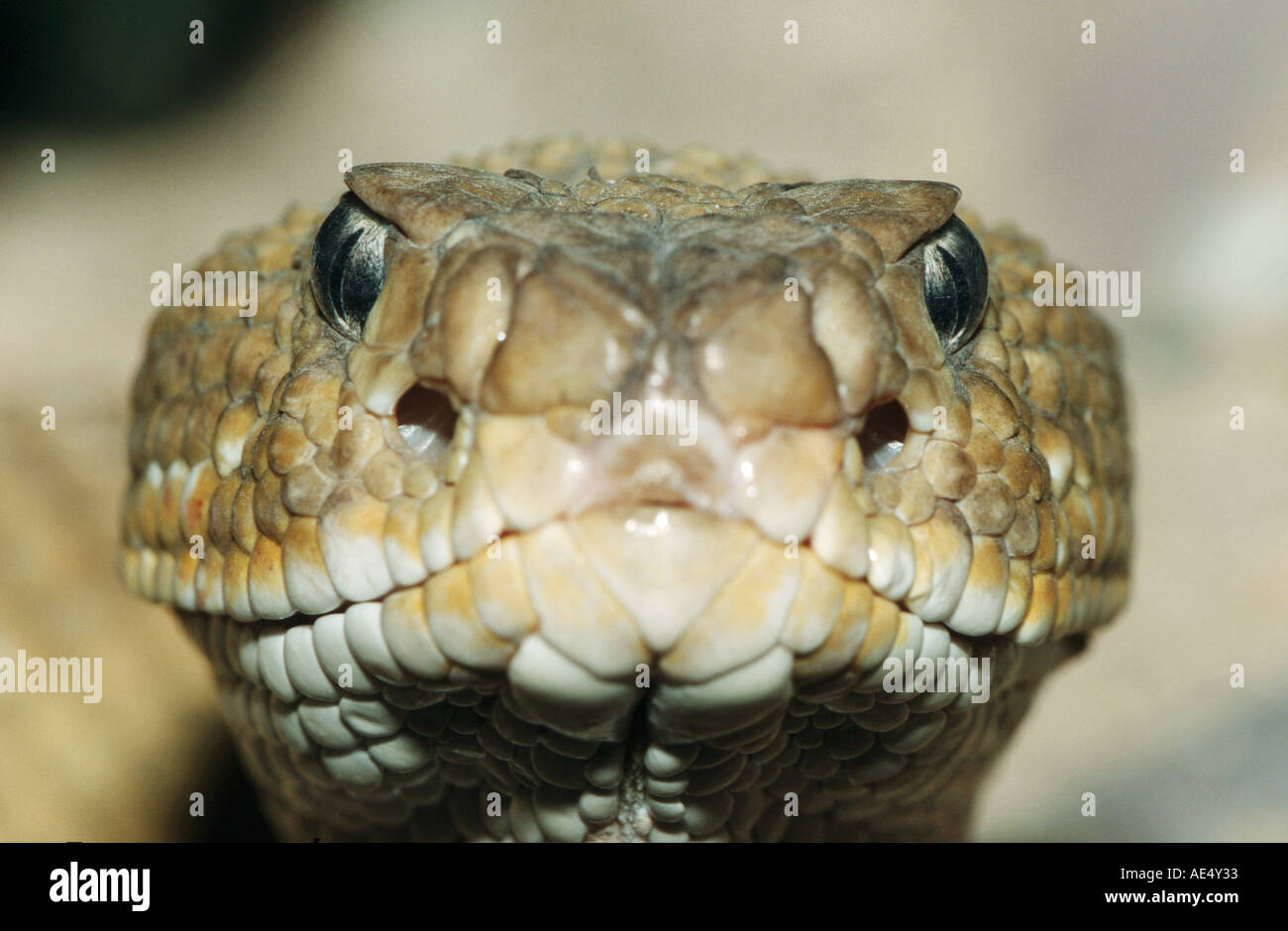 Mexican West-coast rattlesnake - poisonous snake / Crotalus basiliscus ...