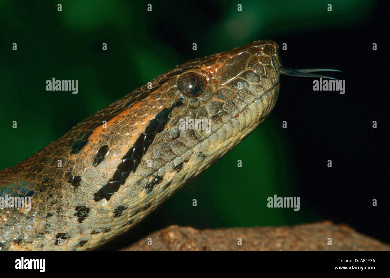 Green Anaconda (Eunectes murinus), portrait of adult, flicking its ...